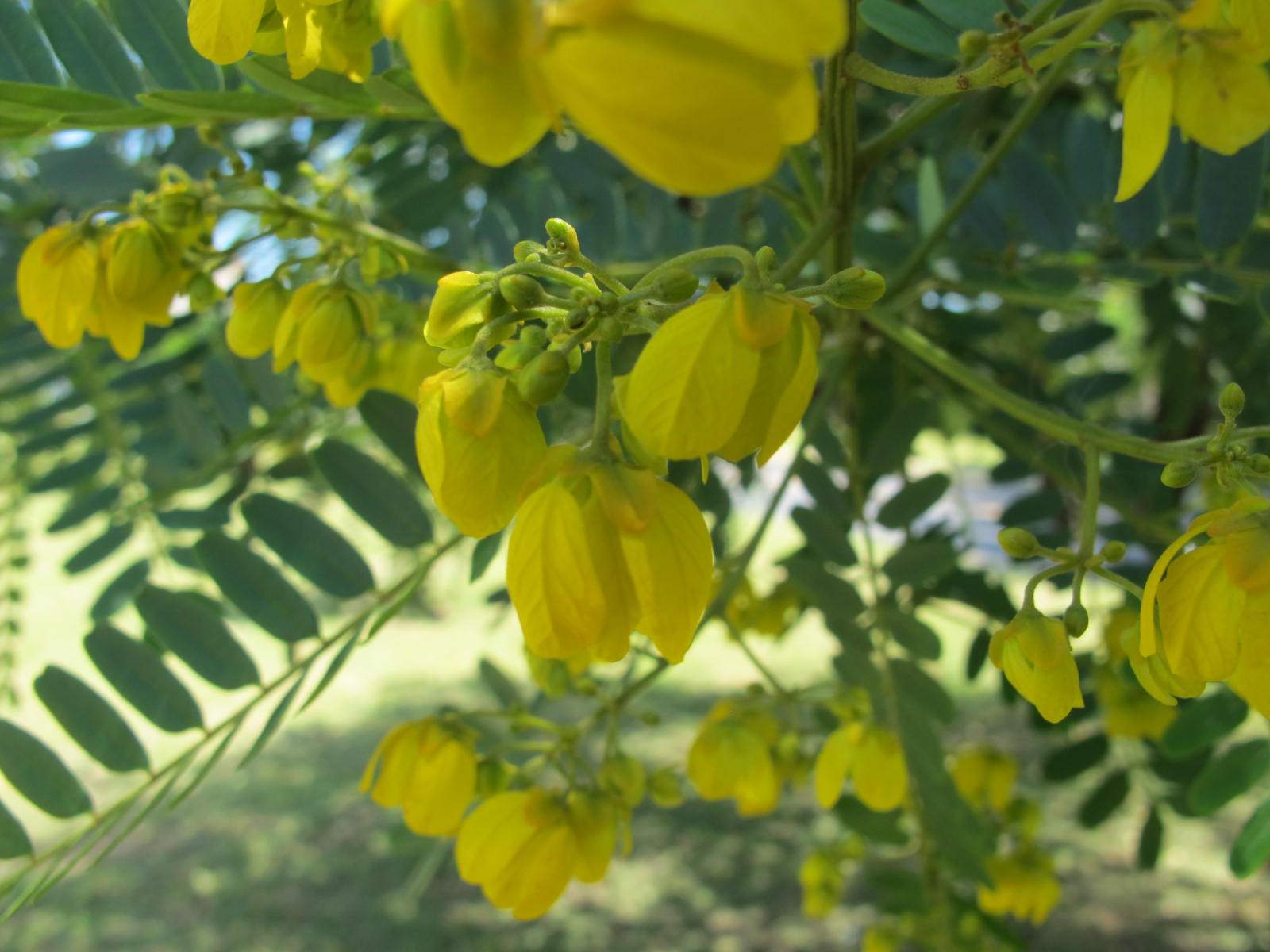 Fabaceae - Leguminosae no Brasil: Fabaceae - Senna multijuga (Rich.) H ...