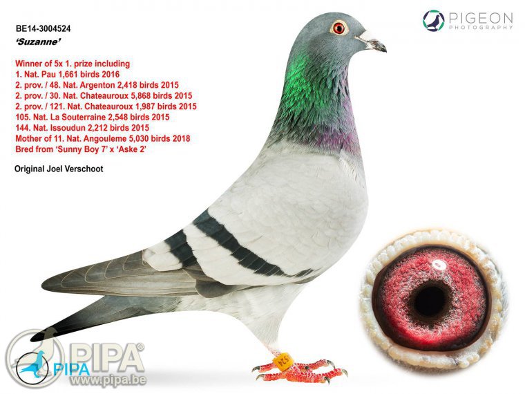 racing pigeons nieripigeons : Nuevo Record ARMANDO...final: Joël Verschoot