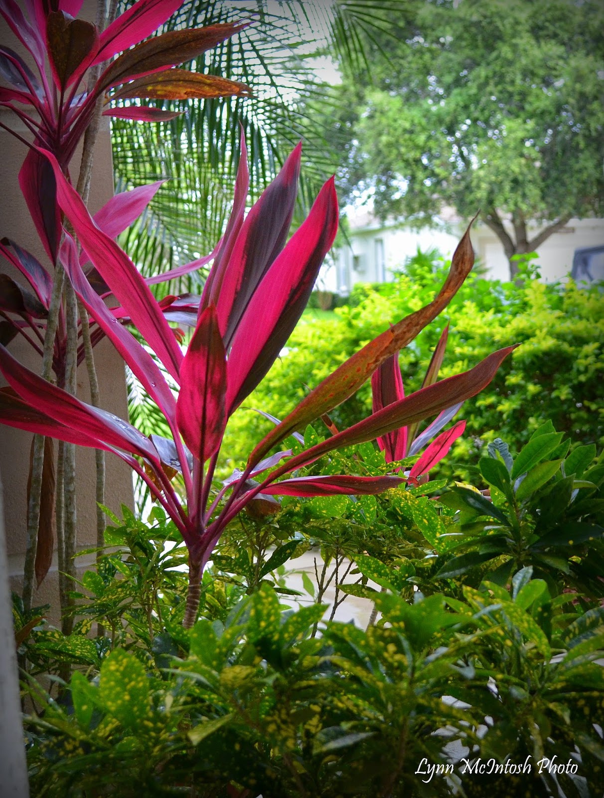 Southwest Florida Gardener: I Think I Really Like Pink!