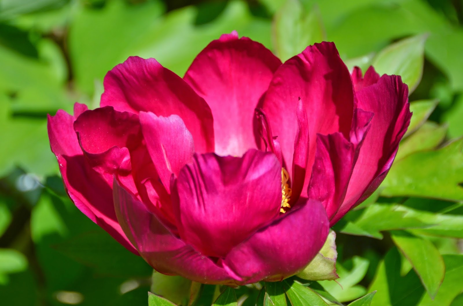 Southern Peony: 2015 Intersectional Peony Blooms Week 4 - Mid