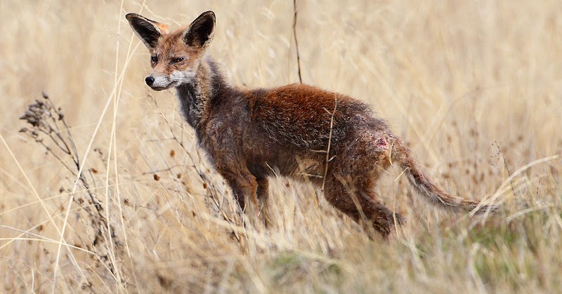 Capital Naturalist by Alonso Abugattas: Mangy Foxes