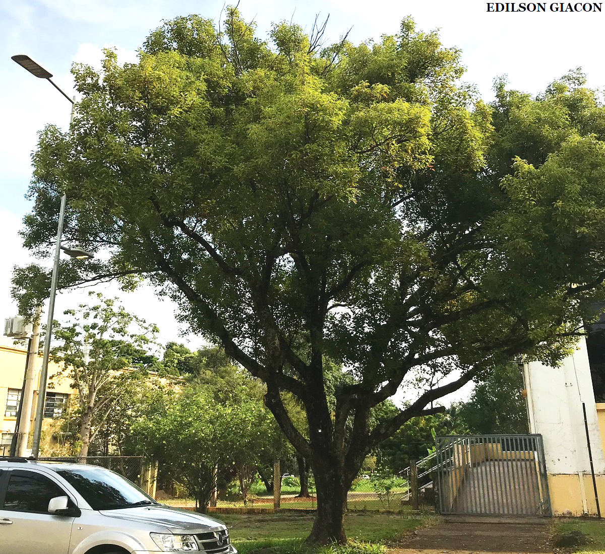 Viveiro Ciprest - Plantas Nativas e Exóticas: Cânfora ( Cinnamomum ...