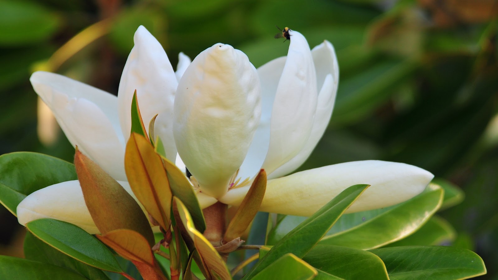 JESUS PODEROSO GUERRERO: Charles Spurgeon - Siclag; o, David ...