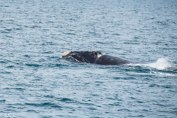 AVISTAJE DE BALLENAS EN ARGENTINA | Andén 27