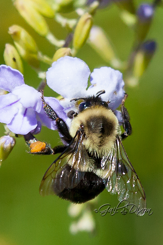 Louisiana Belle: Bees and Blooms