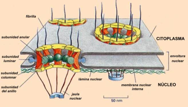 anatonimia: Nucleo celular