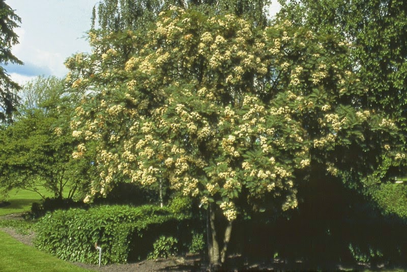 Trees Planet: Sorbus vilmorinii - Vilmorin's Mountain-ash - Vilmorin's ...