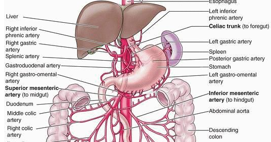 Medico Review: BLOOD SUPPLY OF GI