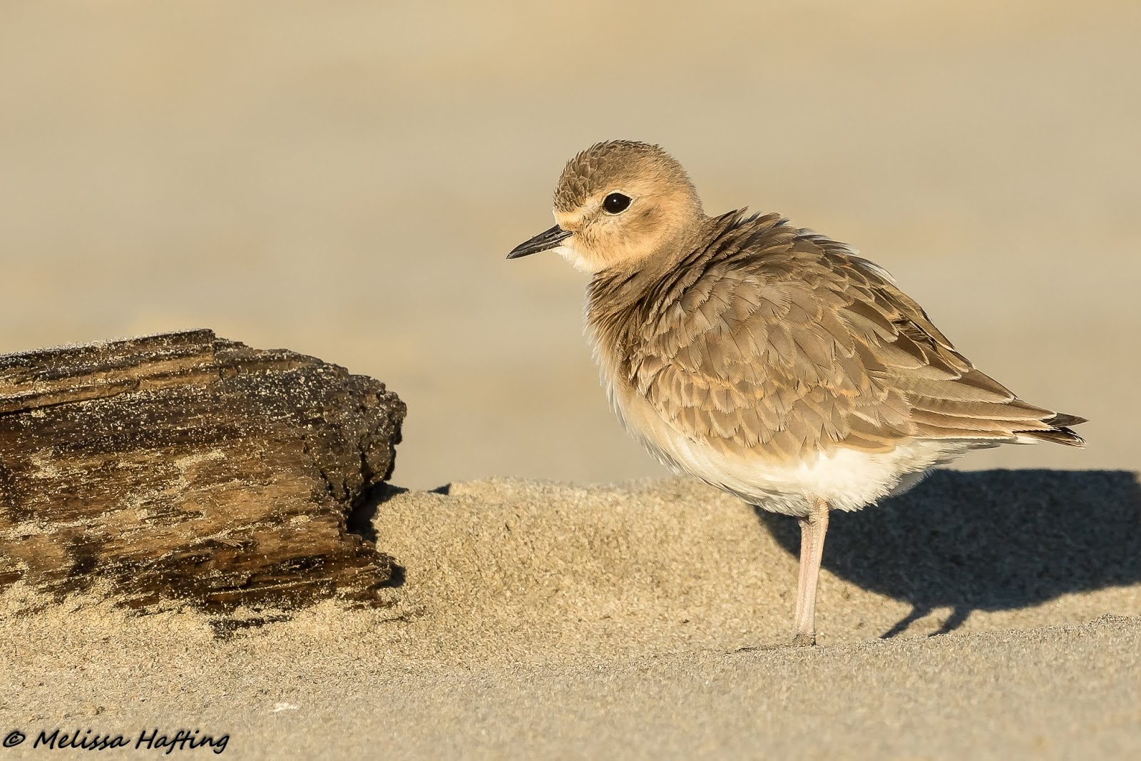 The best views ever of a Mountain Plover in Oregon!