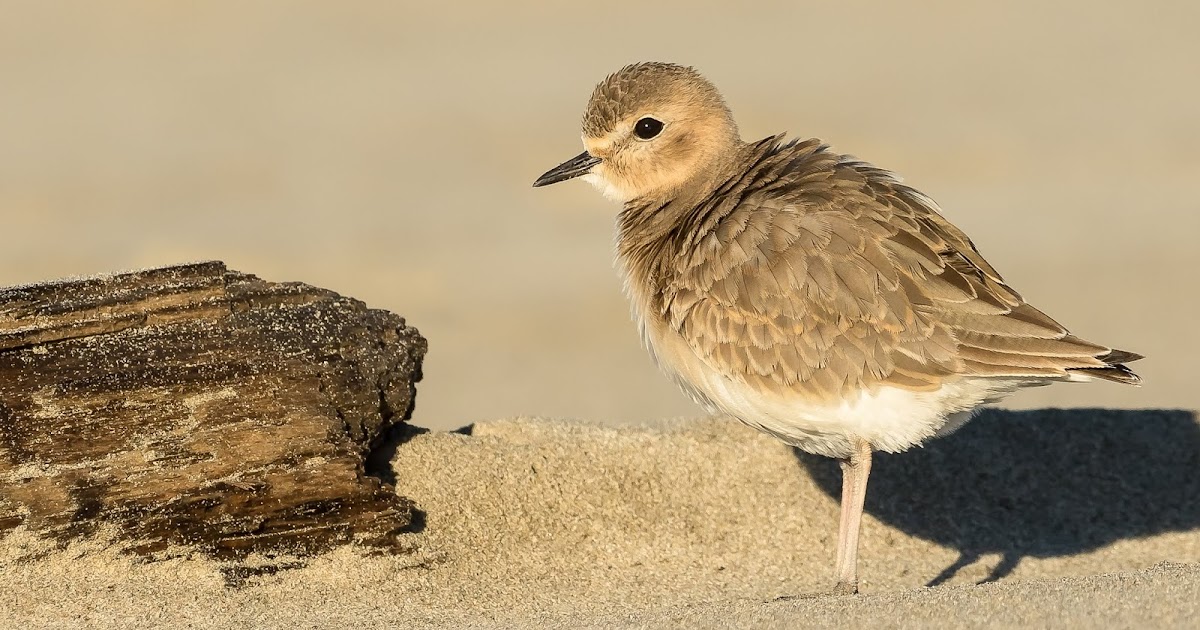 The best views ever of a Mountain Plover in Oregon!
