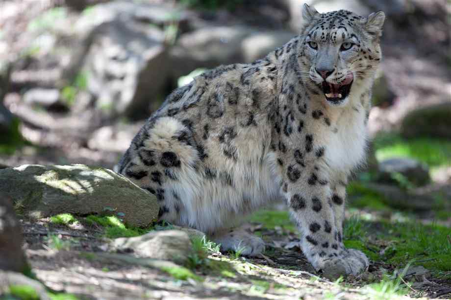 Facts And Things You Should Know About Snow Leopards