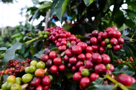 I Love Koffie: Mengenal kopi arabica lebih dalam