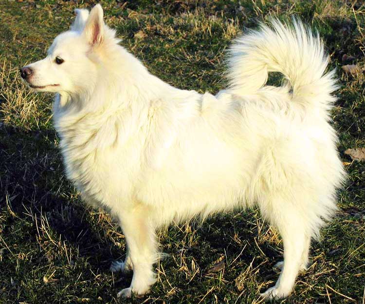 dog side stories: German Spitz Giant ( Γερμανικό Σπιτς μεγάλο )