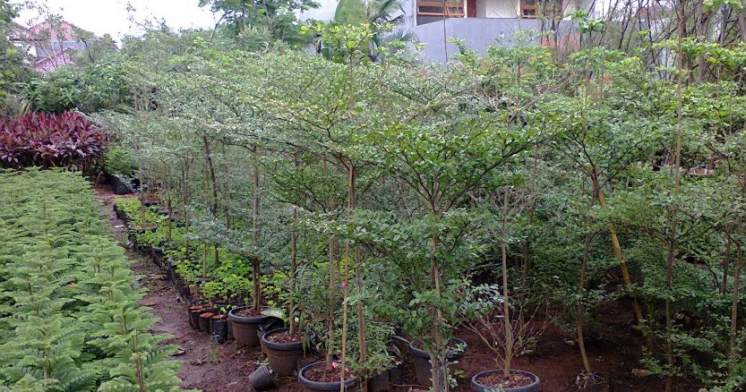 15 Jenis Tanaman Pelindung Populer 2017 | Pohon Pelindung | JUAL ...