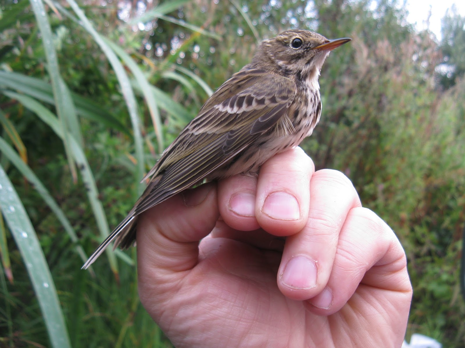 The Cardiff Bird Ringers: September 2013
