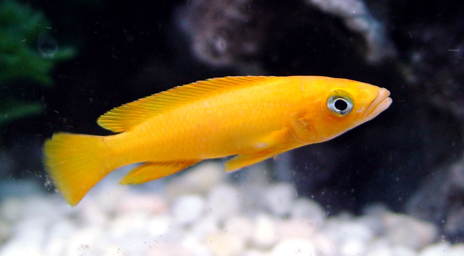 Neolamprologus leleupi (dwarf cichlid ) | INSPIRATOR
