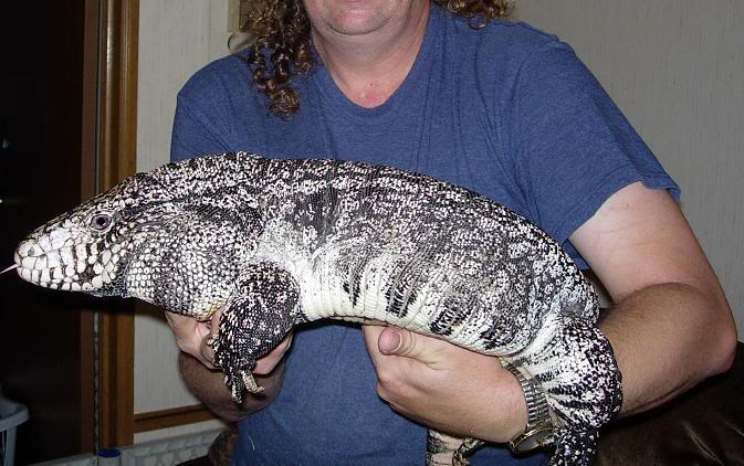 The BLOG: Tegu Terror?