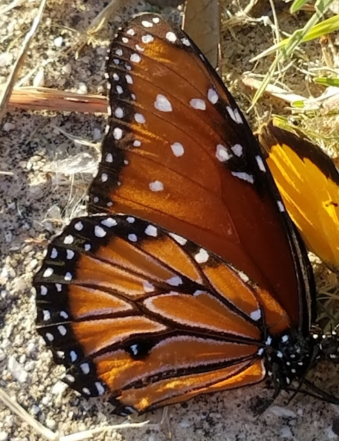 THE MONARCH COLLECTION (EXPLAINED)