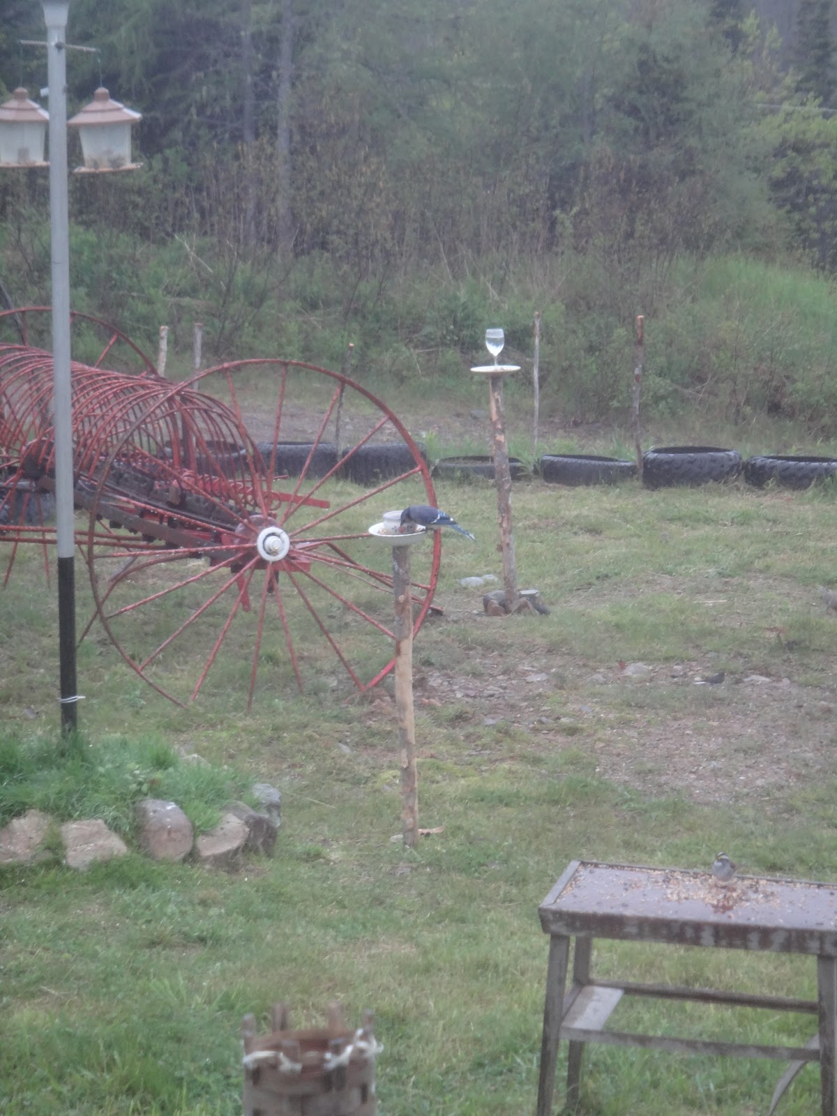 ~Framboise Manor~: june, june, junie, joon, june - jooney, juney, junie ...