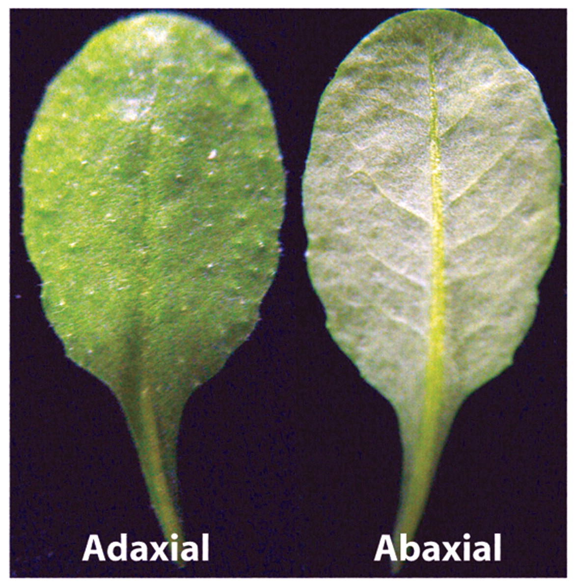 Pengertial Adaksial dan Abaksial - EDUBIO