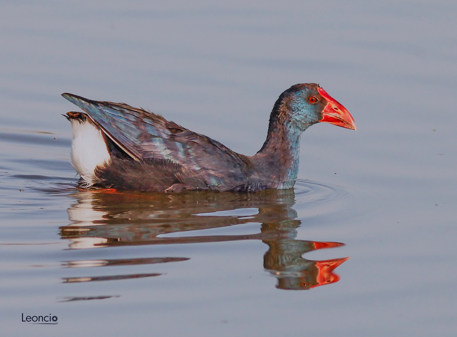 FOTOGRAFÍA Y NATURALEZA EN ANDALUCÍA: DIGISCOPING-CALAMÓN COMÚN ...
