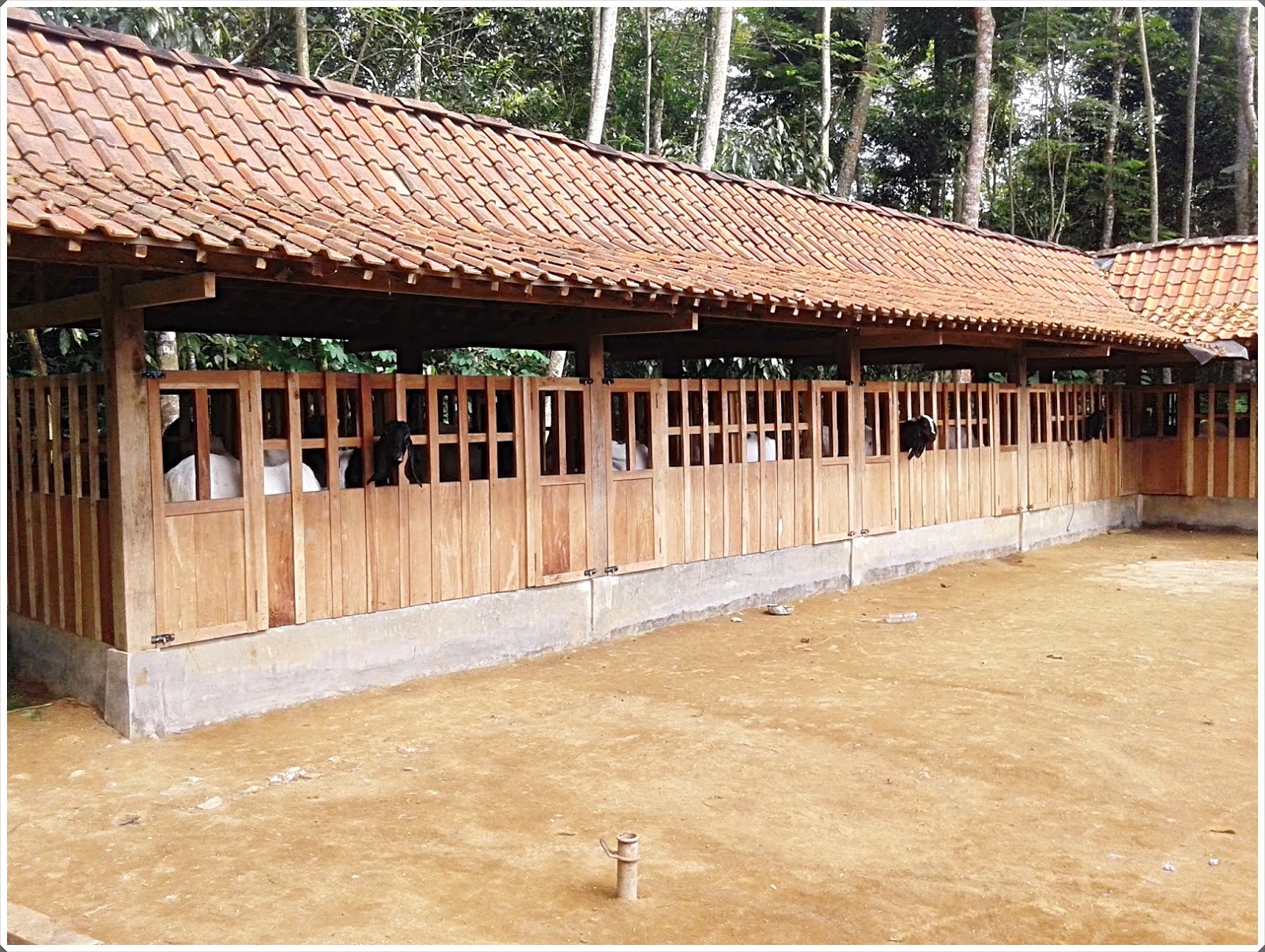 Contoh 7 Desain Gambar Kandang Kambing Yang Baik Dan Sehat