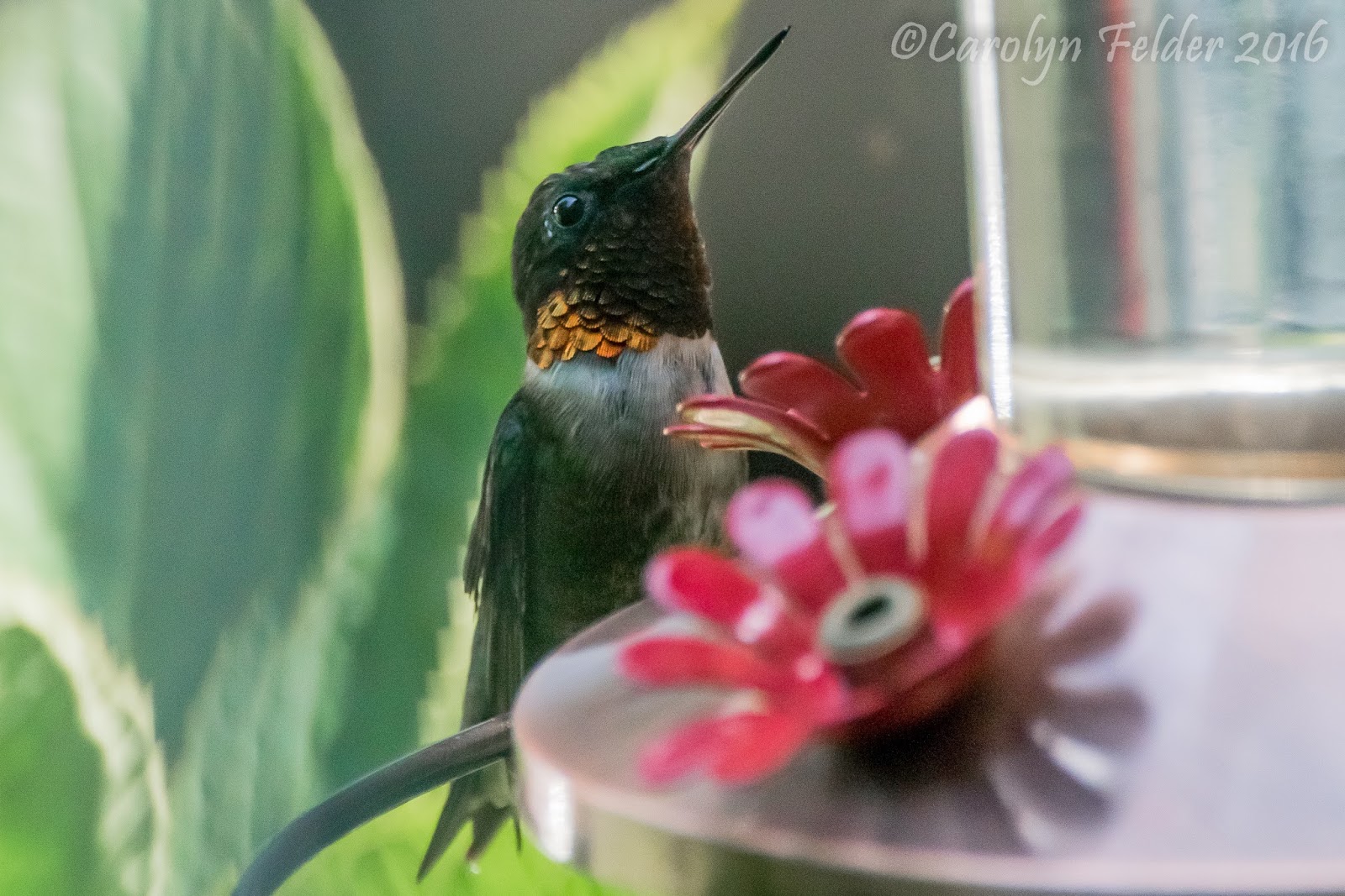 Photo Musings of a Marshwiggle - Welcome to Narnia: Weekend Wildlife ...