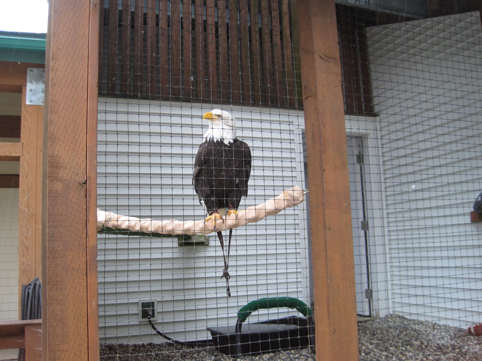 Living in Wild Alaska: Sitka's..... Alaska Raptor Center