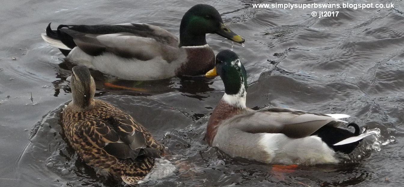Simply Superb Swans: Mallard Variations