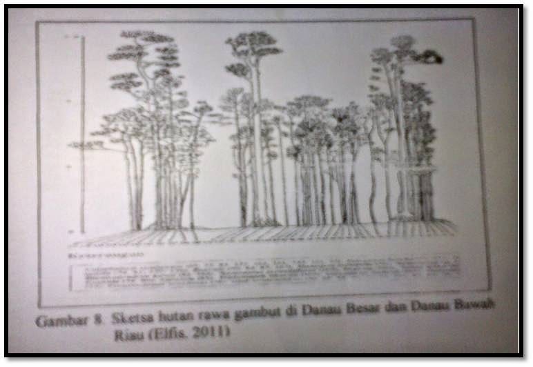 EKOLOGI TUMBUHAN KELOMPOK HUTAN RAWA GAMBUT 6E: Sambungan Makalah Hutan ...