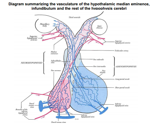 Medical lecture note and Powerpoint slides: Pituitary Gland