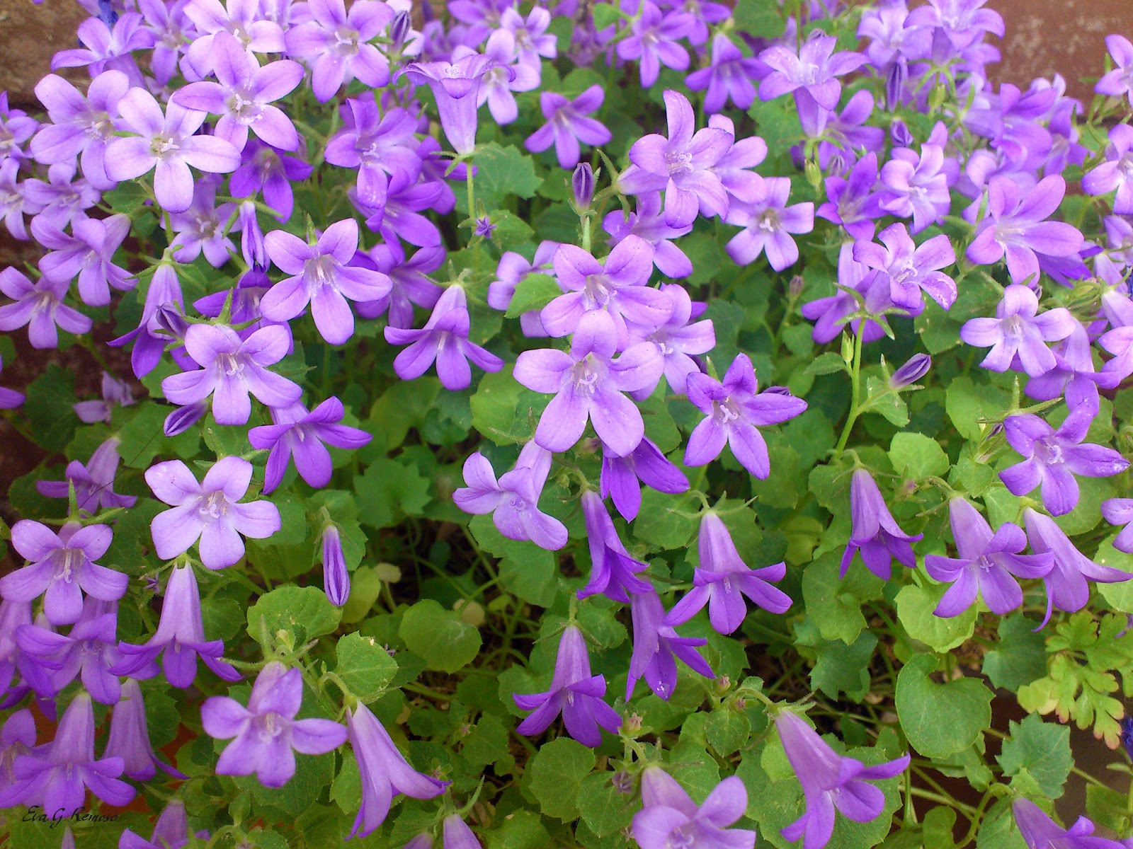 dis Ñ: Flores moradas 2