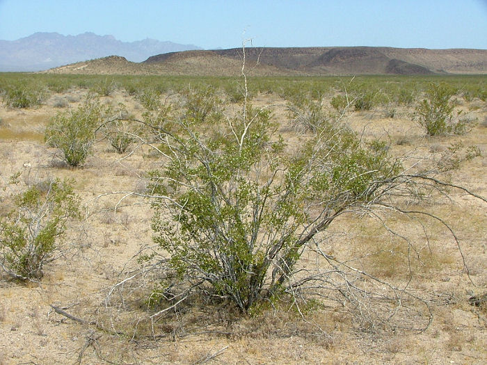 De ciencia y asuntos varios: CREOSOTA, ÁCIDO NORDIHIDROGUAIARÉTICO ...