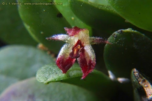 Grupo Orquideófilo del Norte Santafesino: Anathallis johnsonii