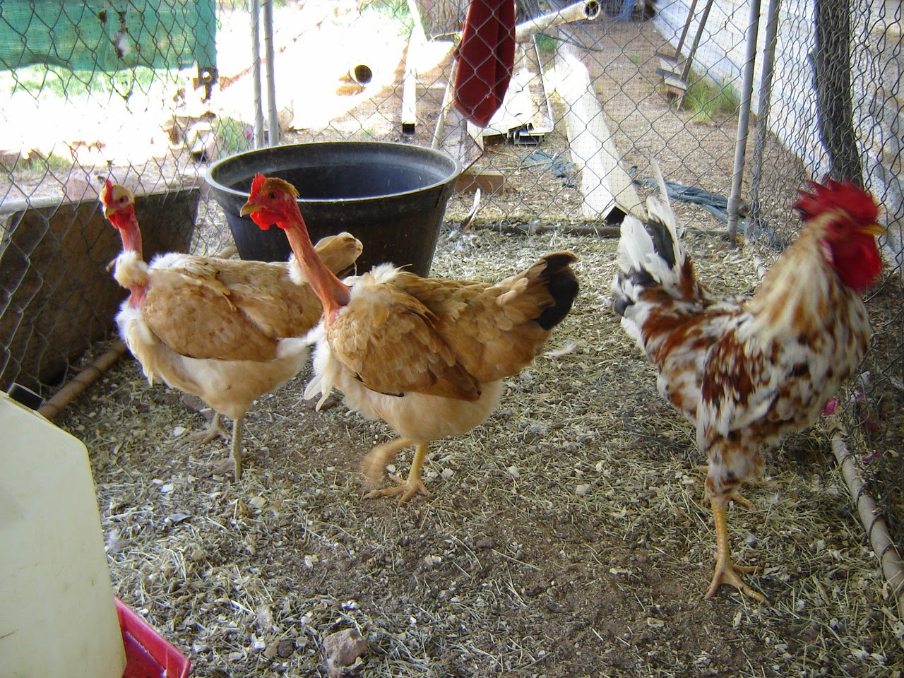 Aloha Chickens: Fall 2016 Update