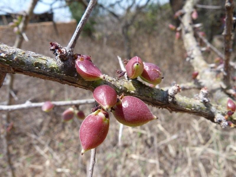 Safari Ecology: Myrrh trees (Commiphora) are useful things...