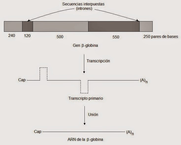 Apuntes de Evolución: Intrones y exones