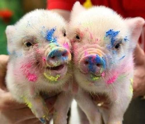 Cerditos tiernos bebés - Imagui