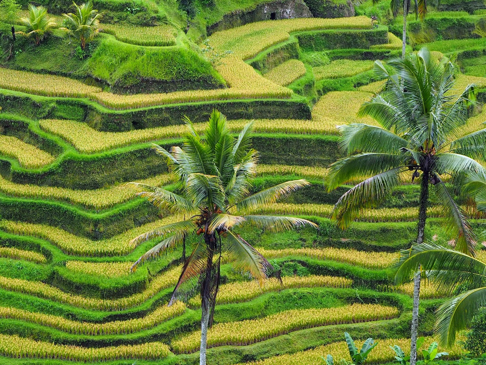 Bali 2014 - Tegallalang Rice Terraces