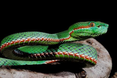 Víbora verde de Gumprecht | Animales impactantes