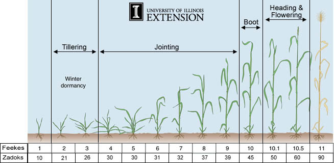 Field and Forage Crops, Nutrient Management: Wheat growth stages