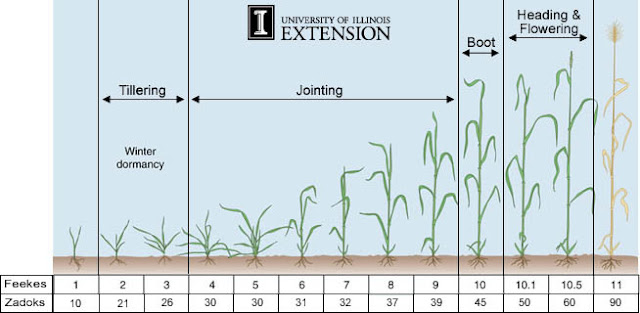 Field and Forage Crops, Nutrient Management: Wheat growth stages