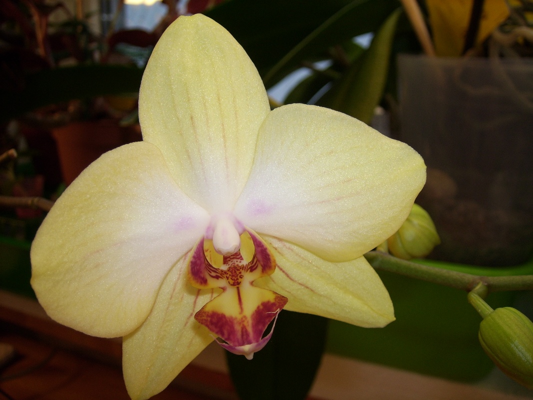 Annela lilleaed: Kuukingade nimetud hübriidid meie kaubandusest