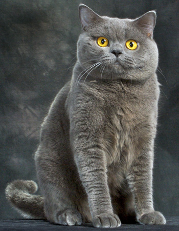 Brazilian Shorthair cat breed