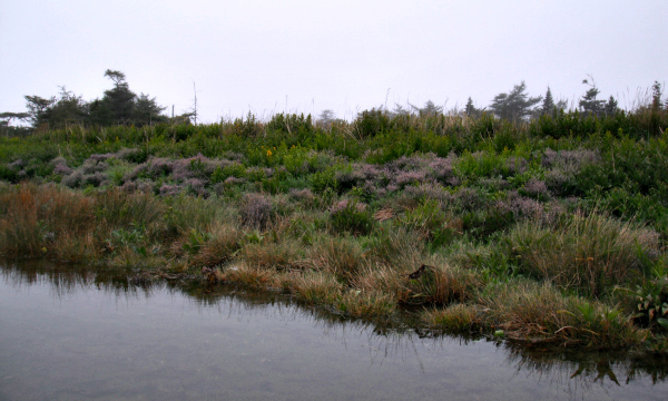the glad girl: heather sees sea heather down by the sea shore