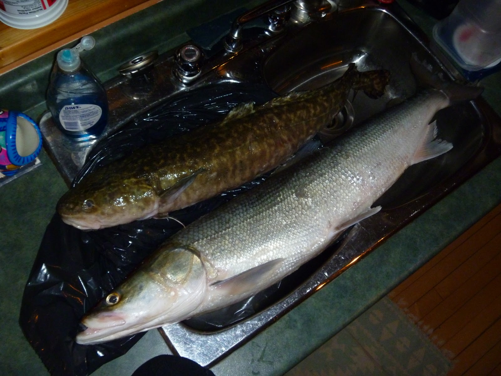 arctic marrow: Snotty Fish and Green Grouse