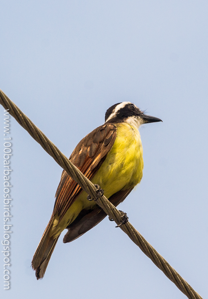 Birds of Barbados: 2016 Review:Barbados