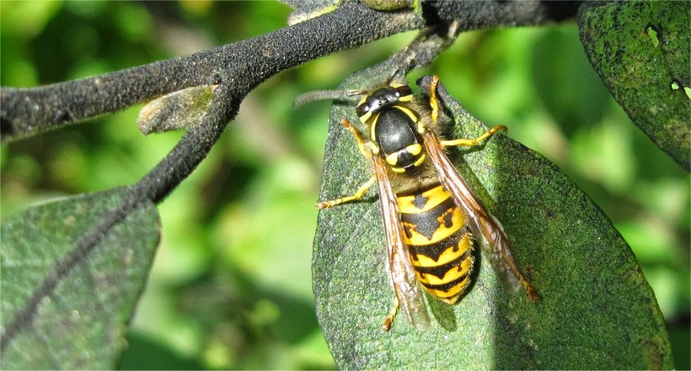 digimages: slickande getingar