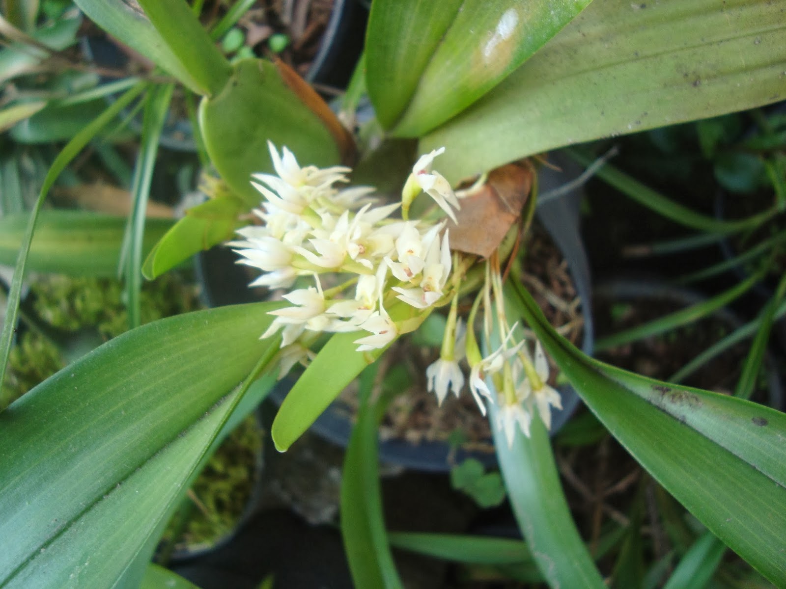 Orquídeas HElid: Maxillaria Densa