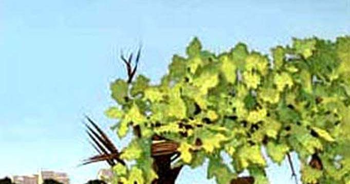 TEOLOGÍA DE MENOS A MAS: JONAS Y LA CALABACERA